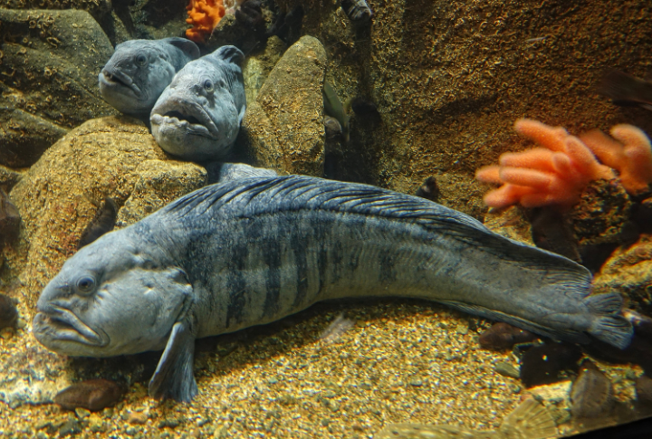 10 bizarre sea creatures that make the Atlantic extraordinary