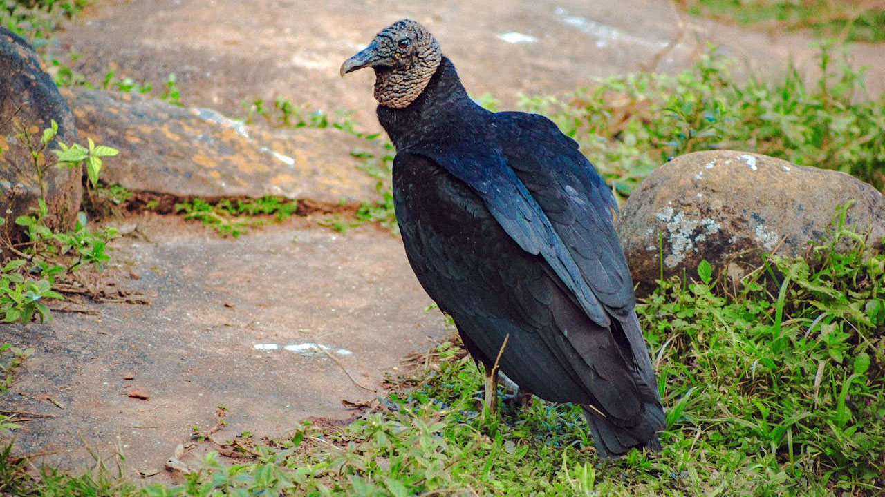 15 predators that cause more trouble on rural land than most people realize