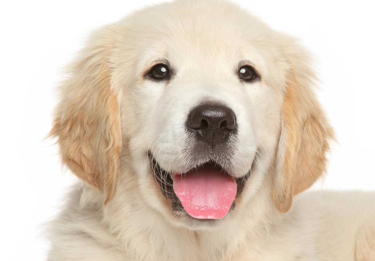 Las razas de perros más inteligentes