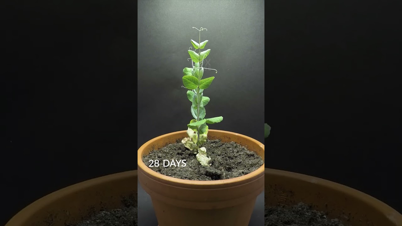 42 days in 18 seconds - Purple Pea
