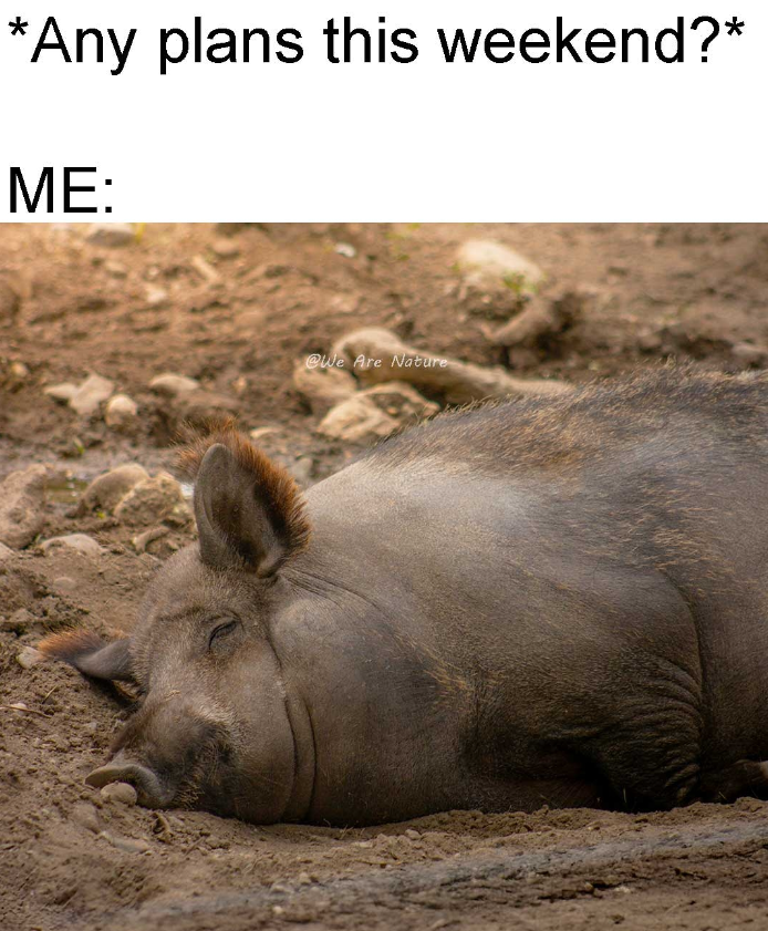 Unforgettable animals that help us through winter showers into spring ...