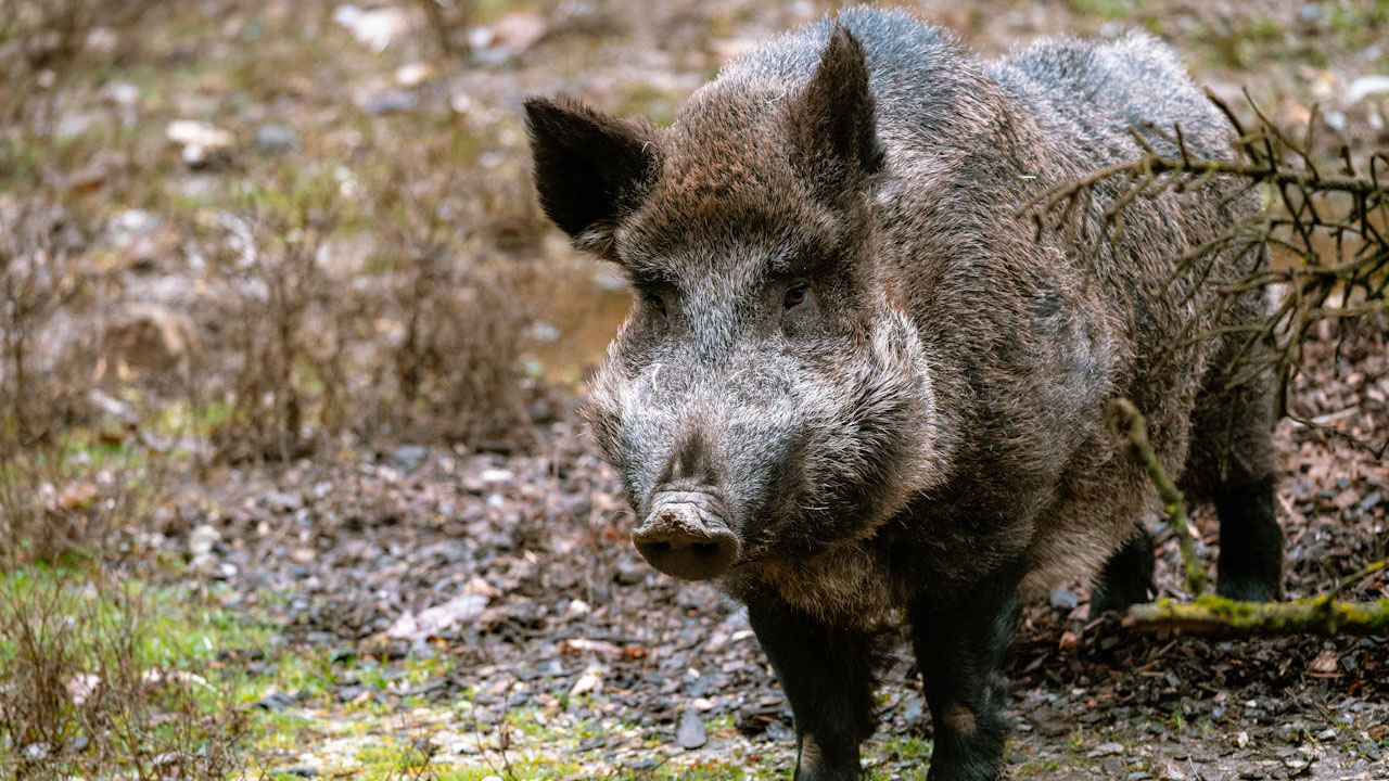 15 US states where wild hog problems are getting harder to control