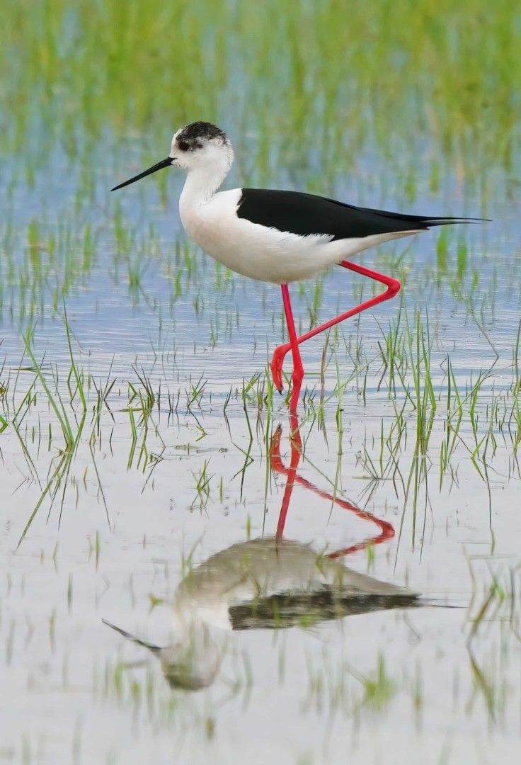 Towering and majestic: meet the world’s tallest birds