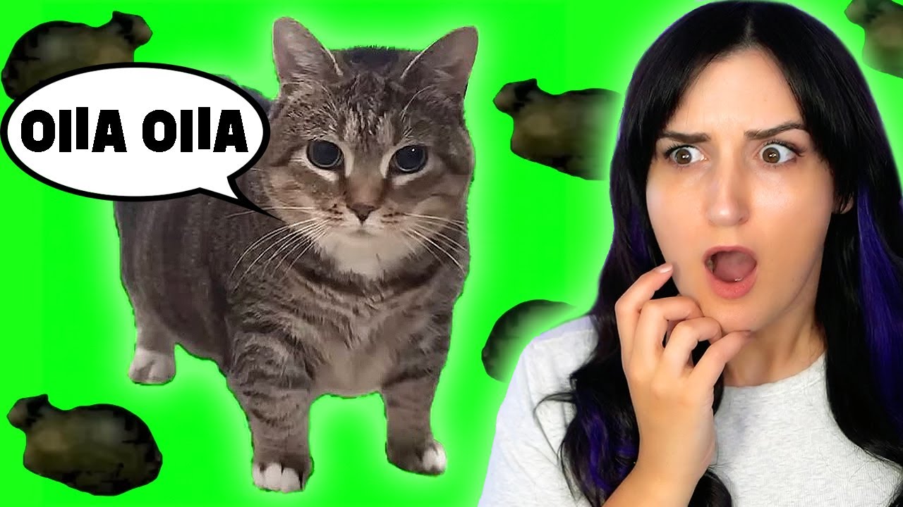 I tried cat sitting and it went wrong 😱