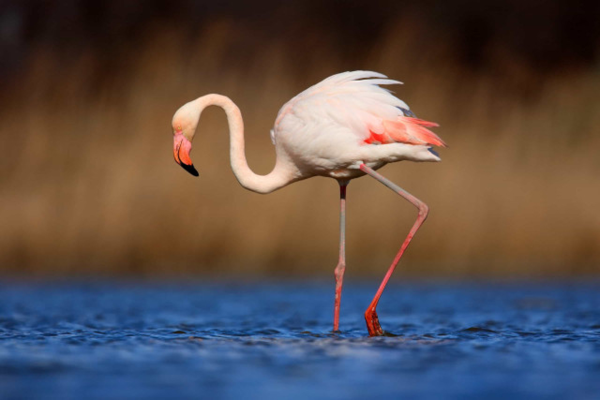 Towering and majestic: meet the world’s tallest birds