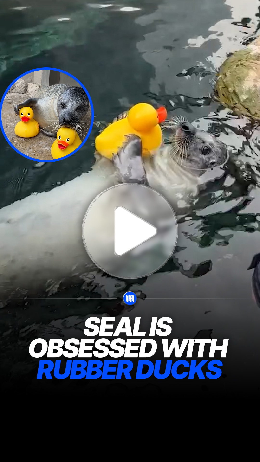 Seal named Reggae plays with rubber ducks during enrichment