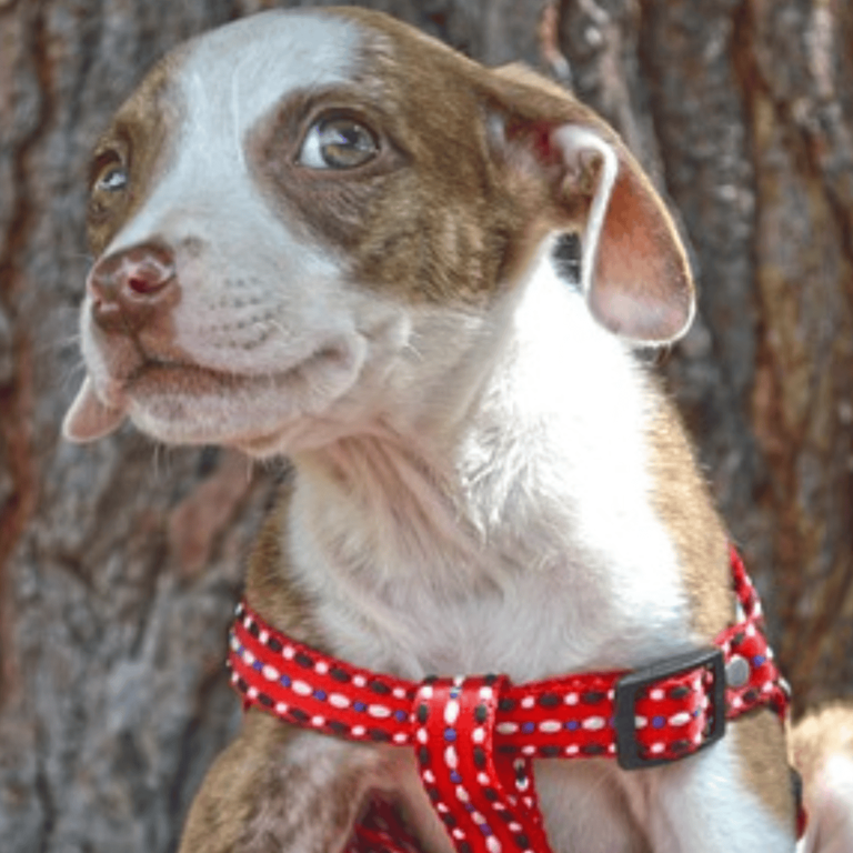 Your dog remembers everything: 10 moments science says they never forget