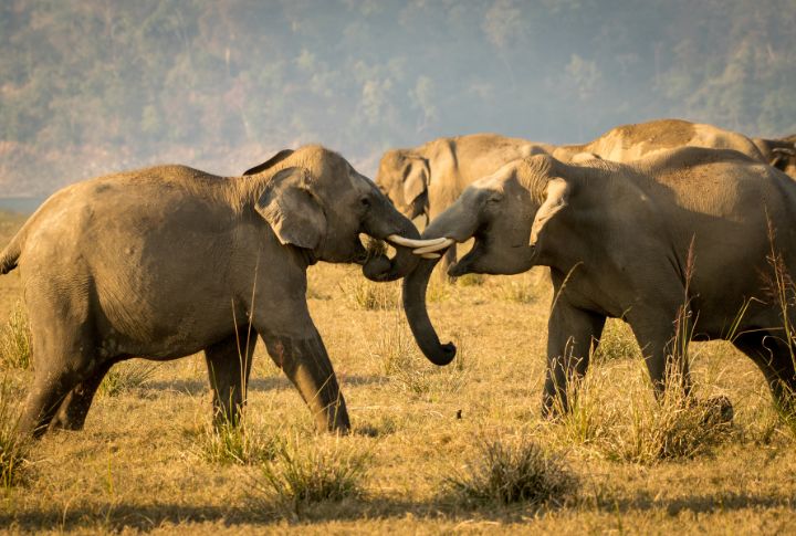 10 reasons elephants might be smarter than you think