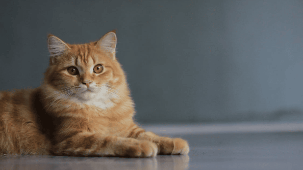 10 things cats do better than humans