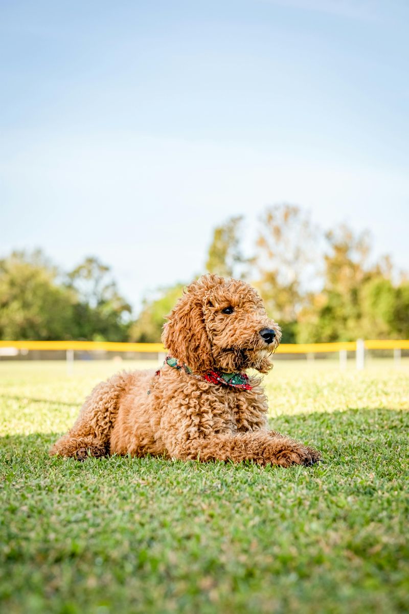 12 doodle dogs that are giving purebreds a run for their money