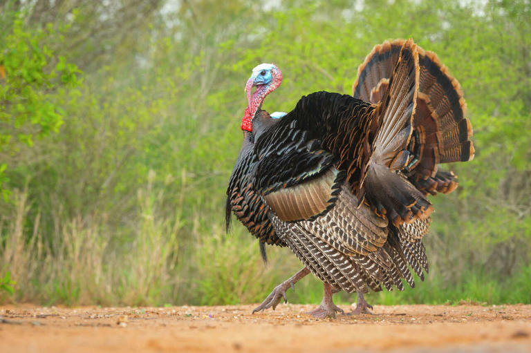 Texas changes dove, turkey and deer hunting rules for 2026-27