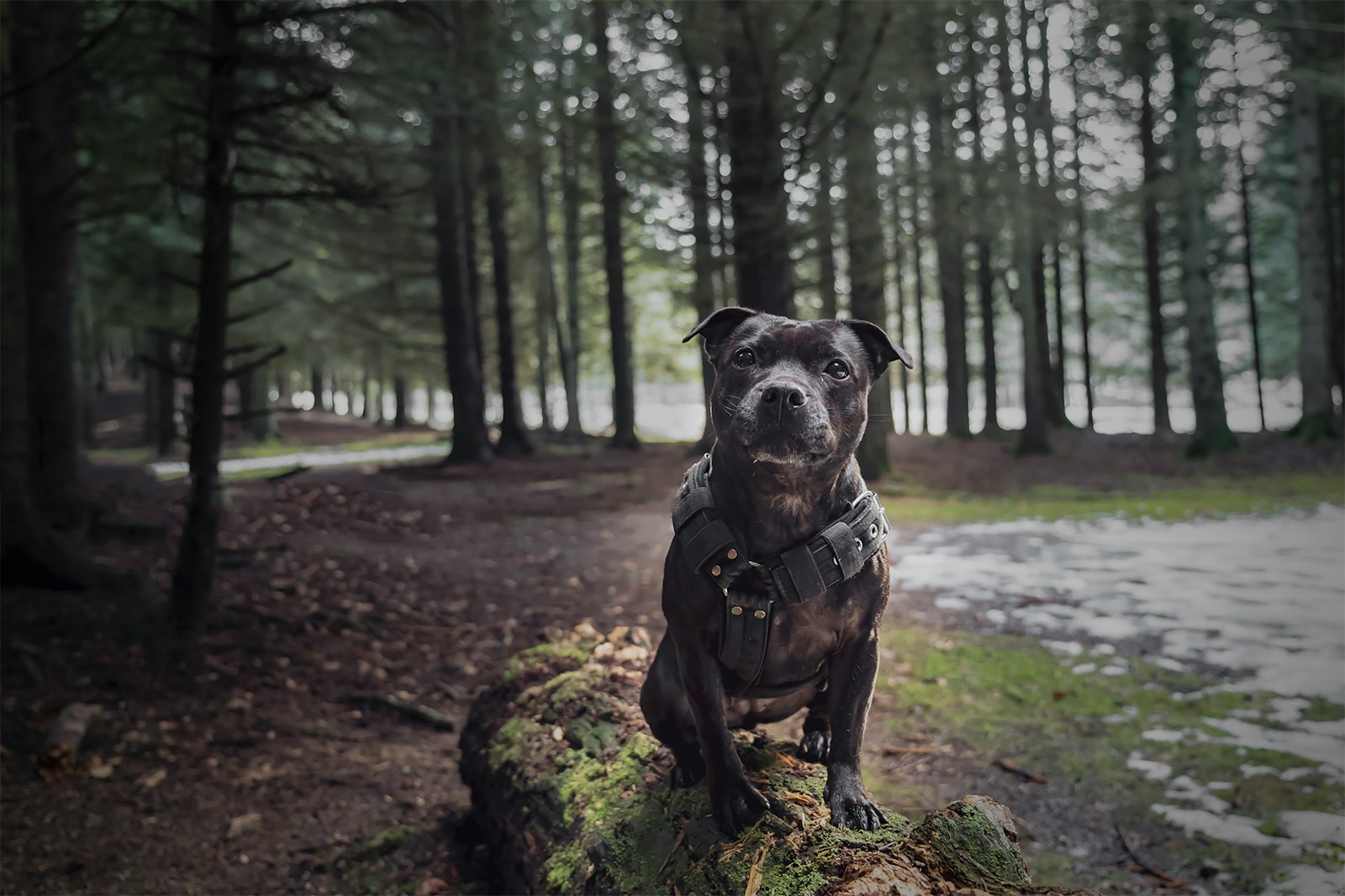 UK’s ‘most dangerous’ dog breeds ranked: XL Bully not on top 10 list