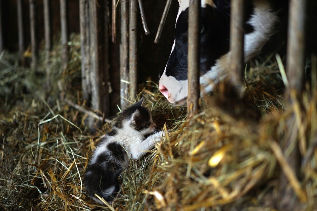 Matching cow and cat have the most adorable friendship