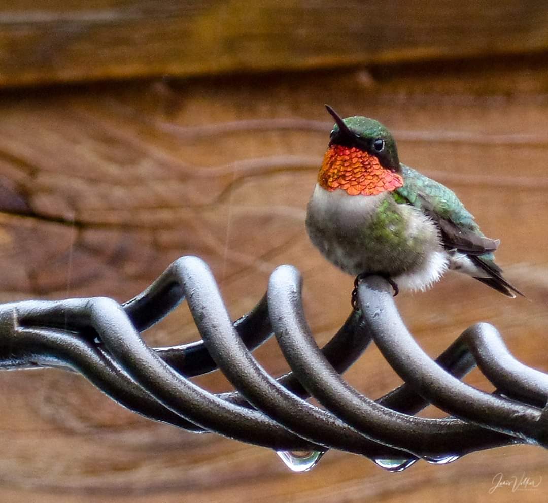 10 super cute hummingbird moments and stories