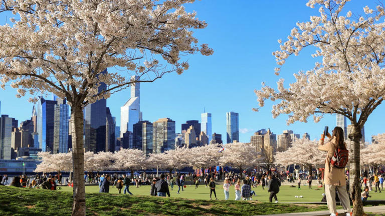 List of best places to see cherry blossoms in Central Park