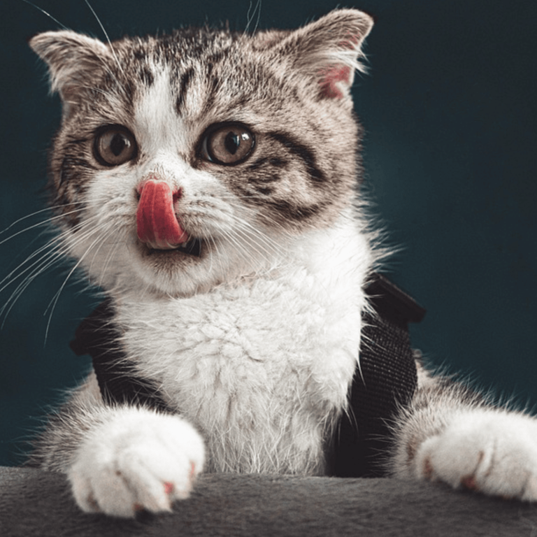 The 5 final things your cat does before crossing the rainbow bridge ...