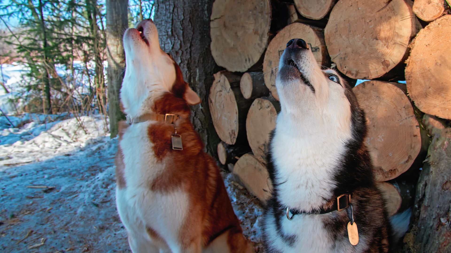 The biggest barkers - most vocal dog breeds