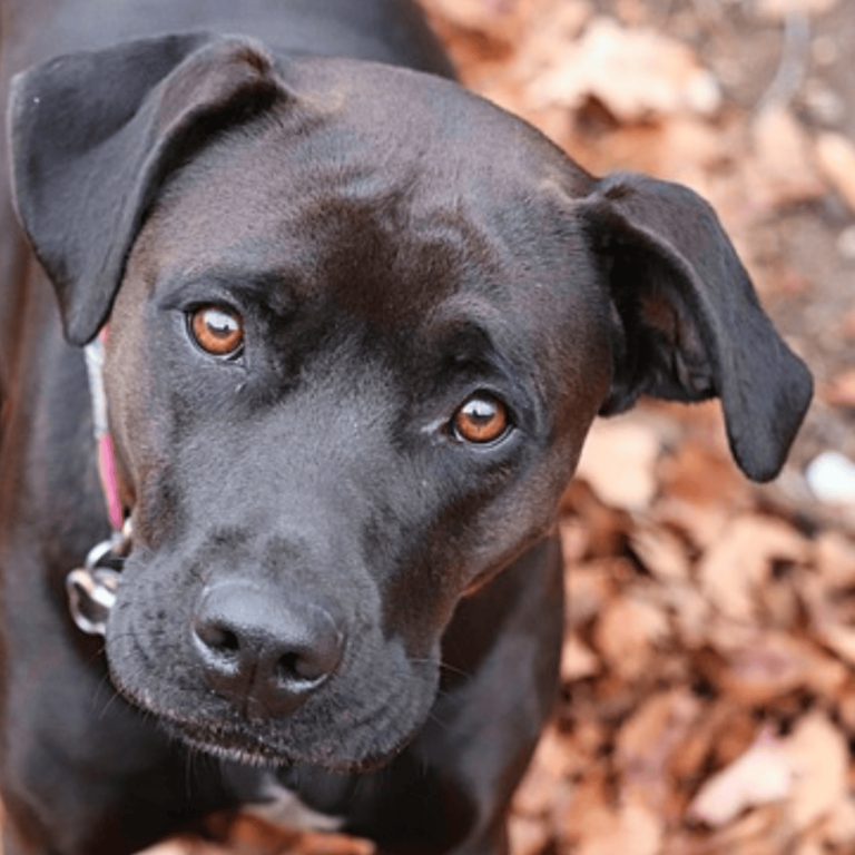 Your dog remembers everything: 10 moments science says they never forget