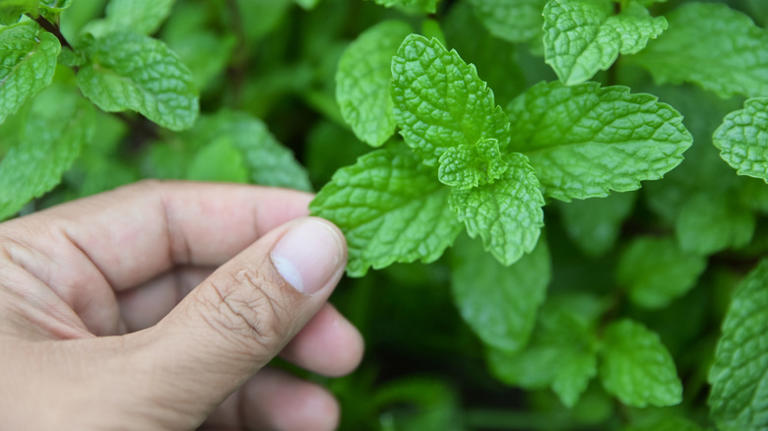 This easy-to-grow herb may help keep squirrels at bay in your garden