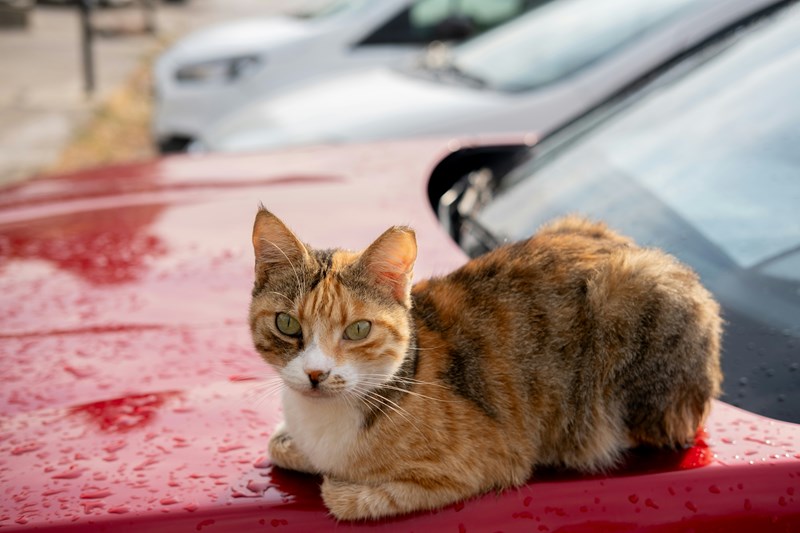 Car person realizes that their neighbor's cat might be damaging their car