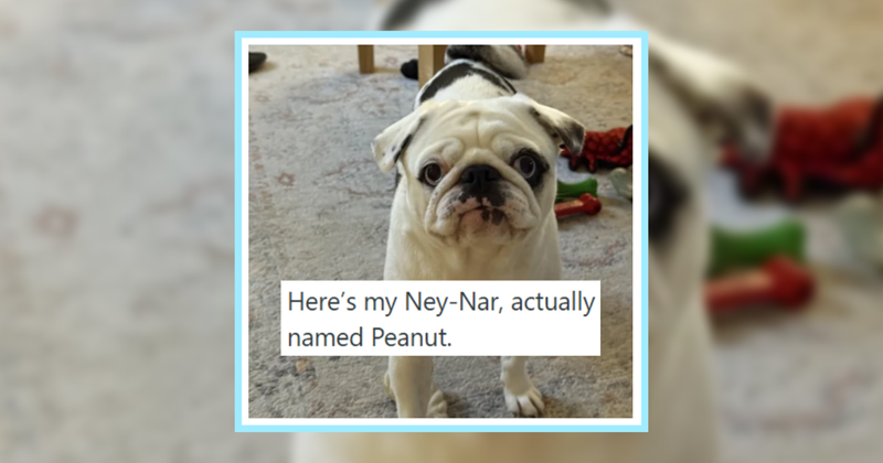22 nonsense nicknames showing how pupper pawrents have lost their minds