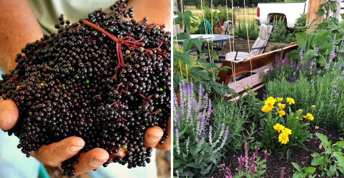 This Oklahoma elderberry farm feels more like Tuscany than the Midwest ...