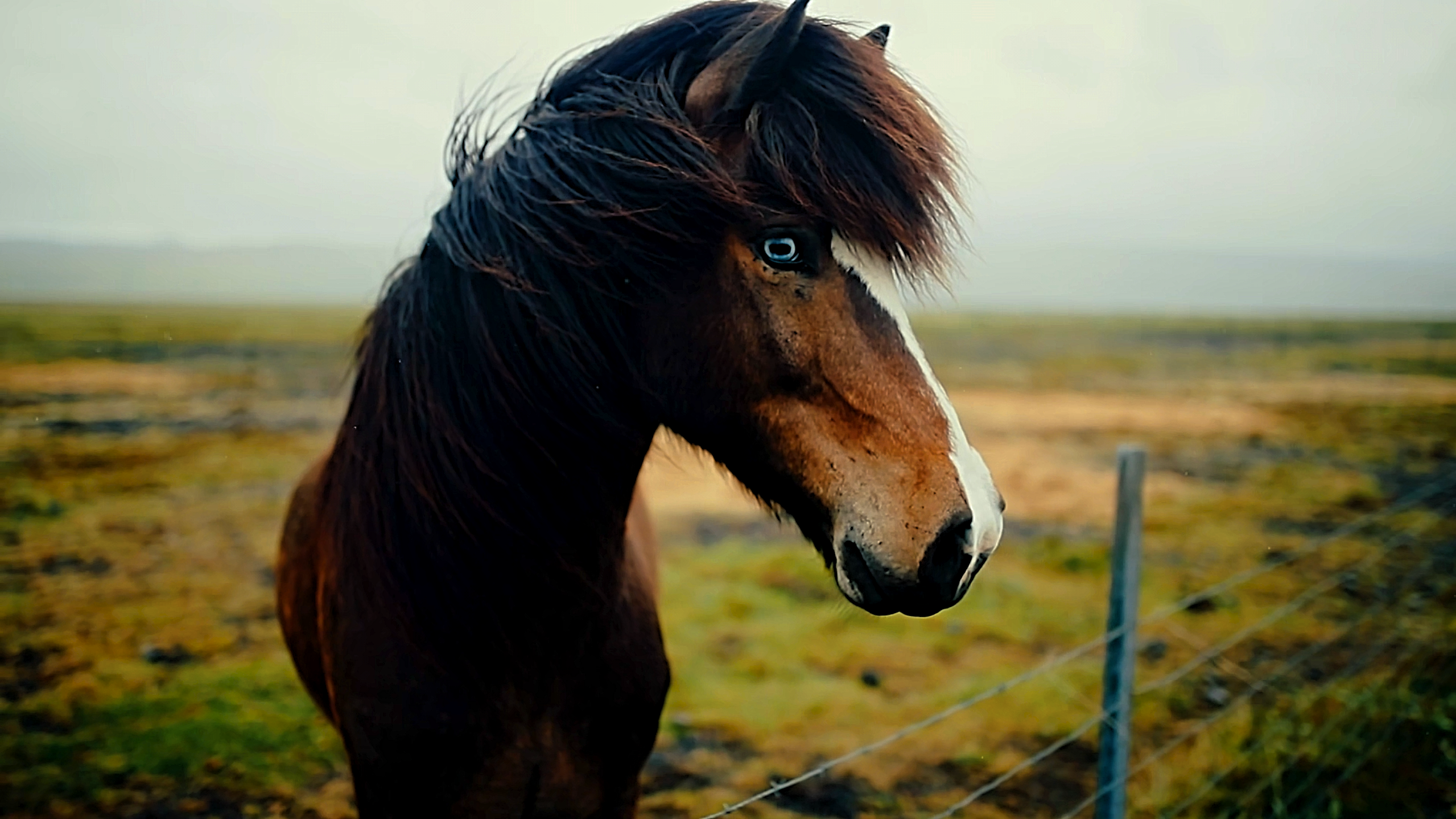 I never expected to see such a horse with angelic eyes up close