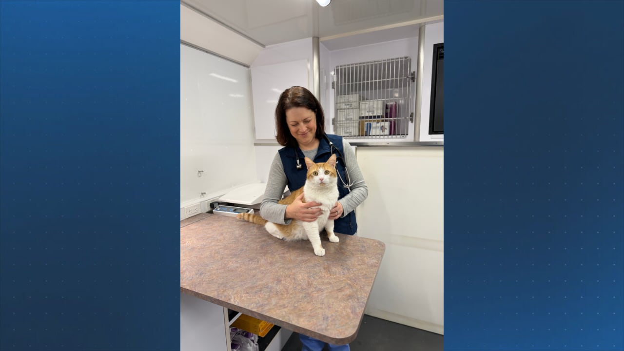 MSPCA-Angell launches mobile spay and neuter services for dogs and cats