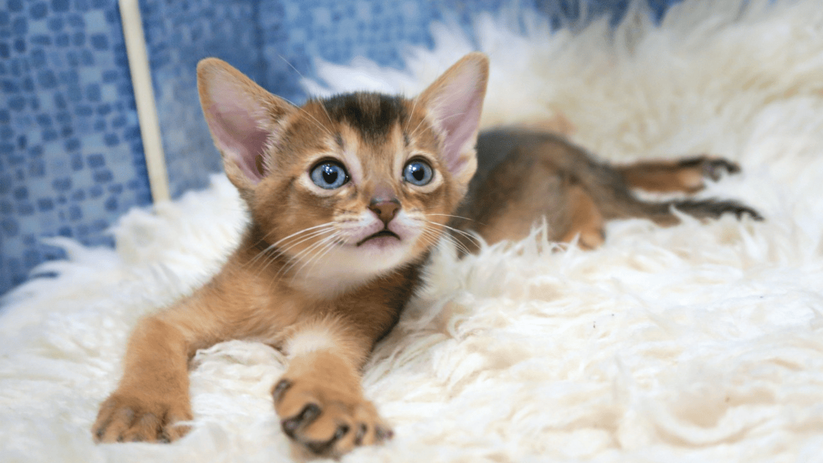 These 15 cat breeds behave like tiny humans (and veterinarians can't ...