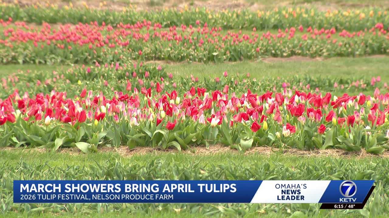 Over a million tulips bloom at Nelson Produce Farm