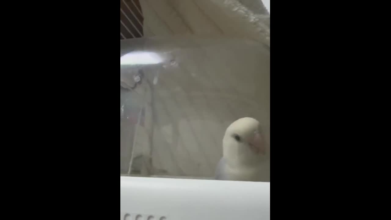 Playful bird reacts to surprise under cage in Shaanxi, China