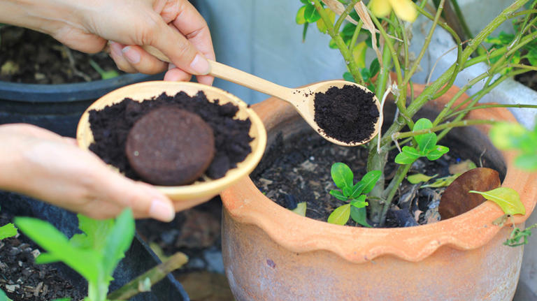 These 5 plants hate coffee ground fertilizer — here's what to use instead