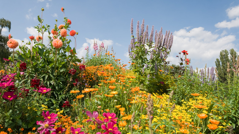 Create a layered look in your garden with a tall must-plant flower