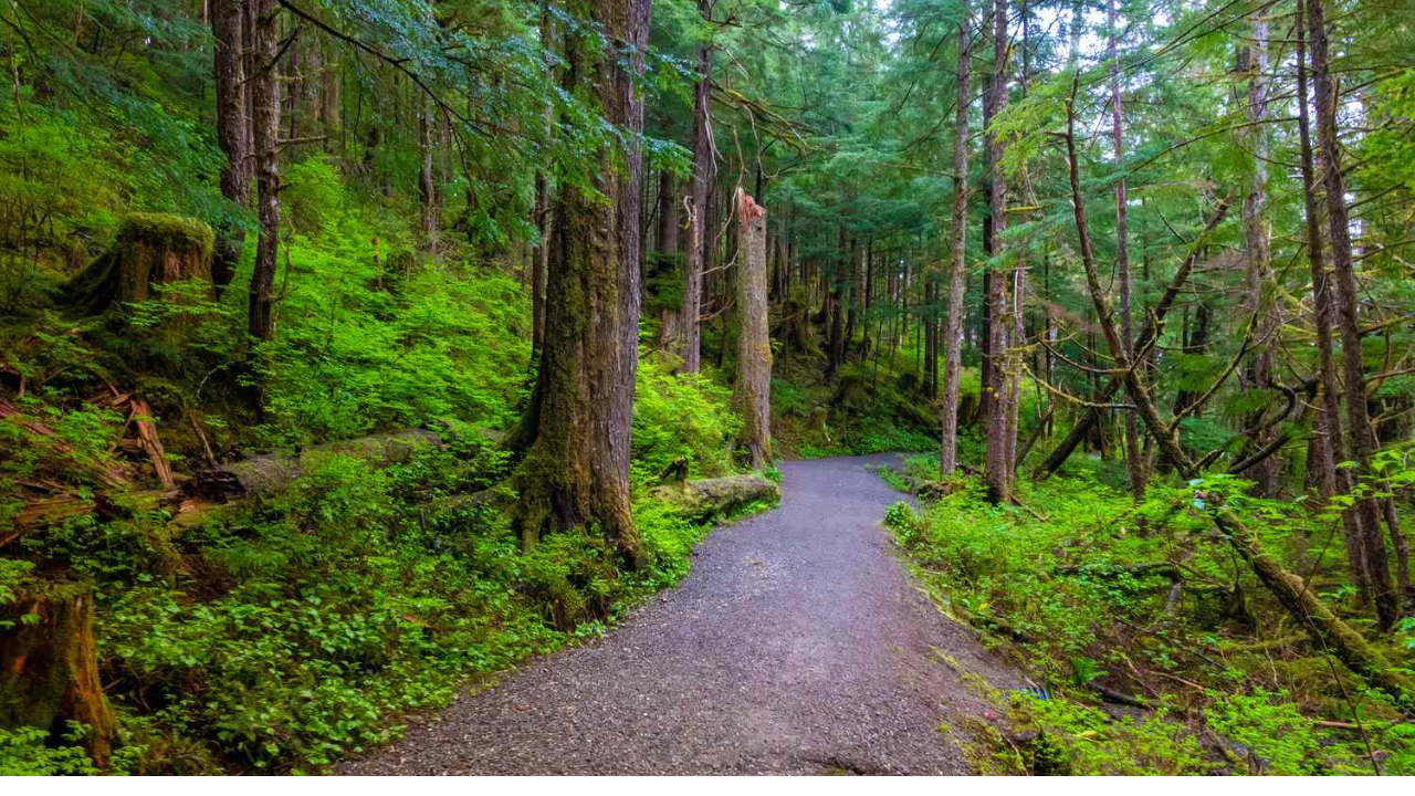 The most scenic national forests in the US worth visiting
