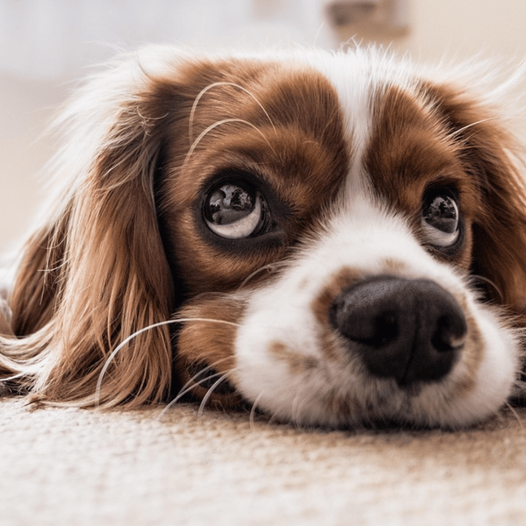 Your dog remembers everything: 10 moments science says they never forget