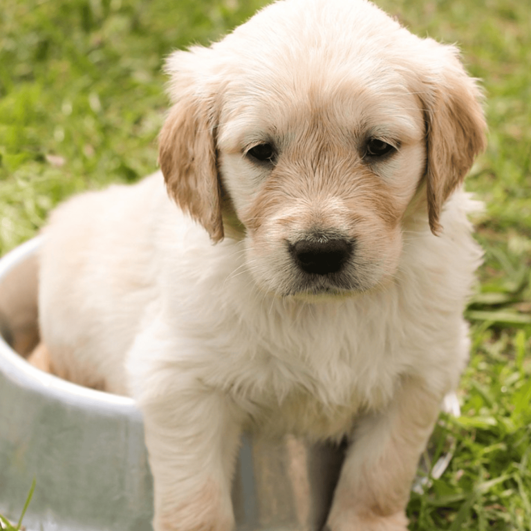 Your dog remembers everything: 10 moments science says they never forget