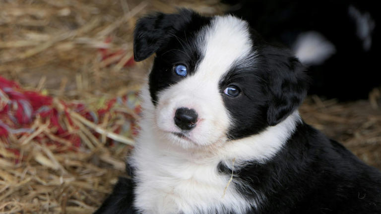 Border collie puppy discovers her tail for the first time and has so ...