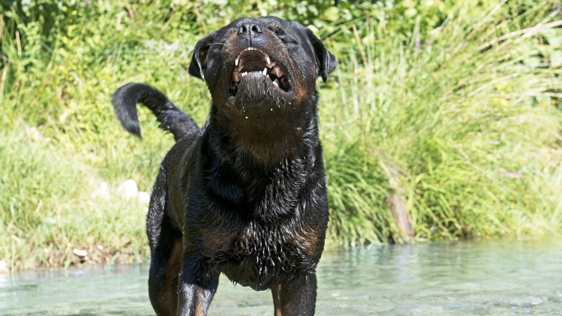 The biggest barkers - most vocal dog breeds