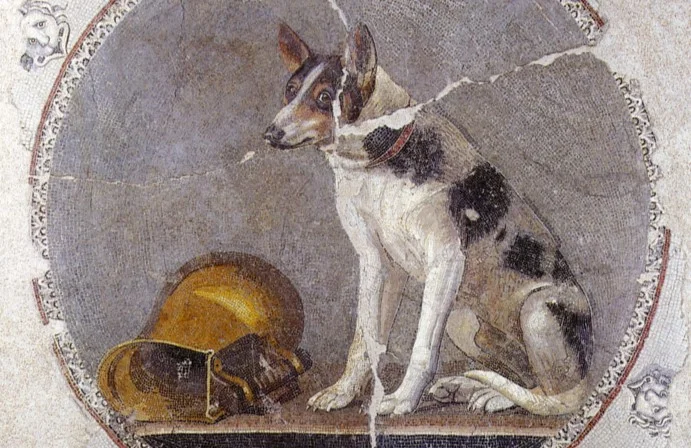New DNA evidence pushes back origin of dogs