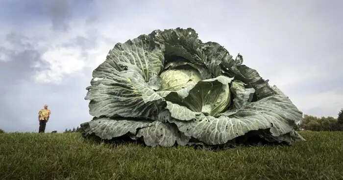 Farmer grows giant cabbage weighing 30 kilograms in Newport