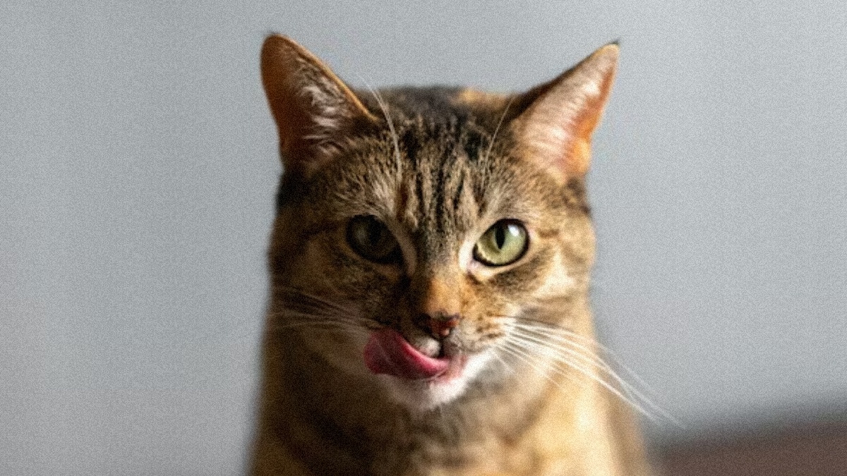 This is what your cat would say if it could talk: 8 confessions you'll ...