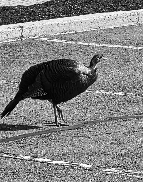 Traveling in West Hartford? Look out for a ‘jaywalking’ turkey!