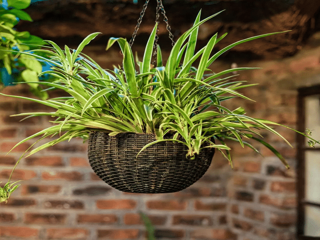 7 indoor plants that help keep your home cool in summer and how to care ...
