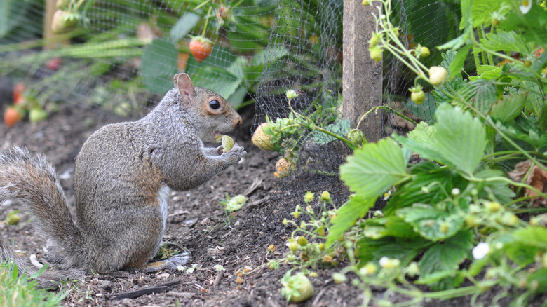 This easy-to-grow herb may help keep squirrels at bay in your garden