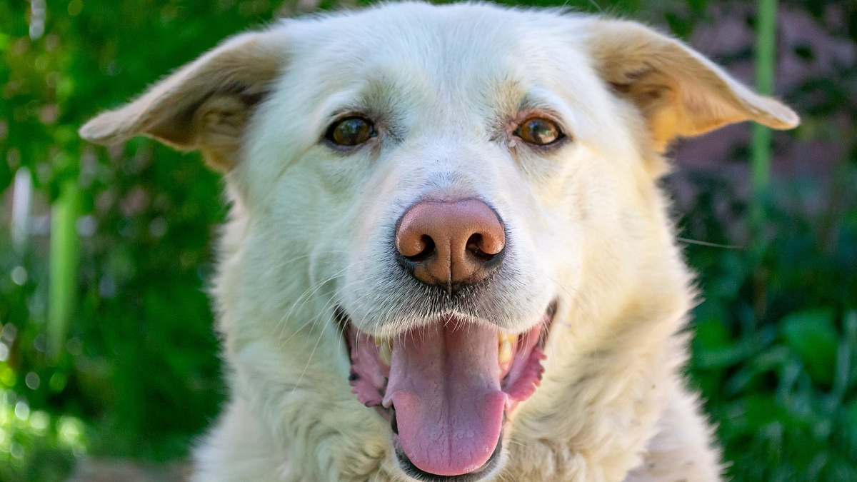 According to veterinarians, this is the correct way to care for your dog