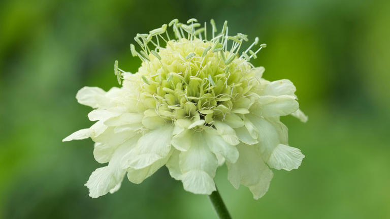 Create a layered look in your garden with a tall must-plant flower