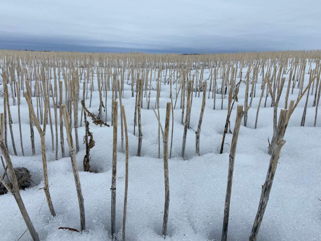 Spring snow coming as central Alberta farmers say fields in better ...
