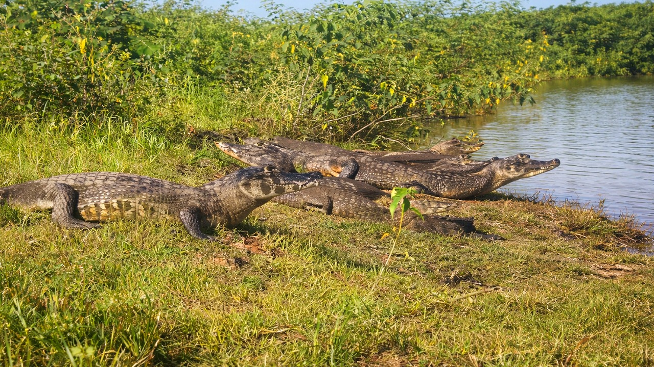 Watch what happens when a man stays close to a group of crocodiles