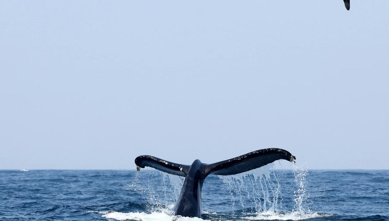 A crowdfunded drone project is tracking one of Earth’s rarest whales ...
