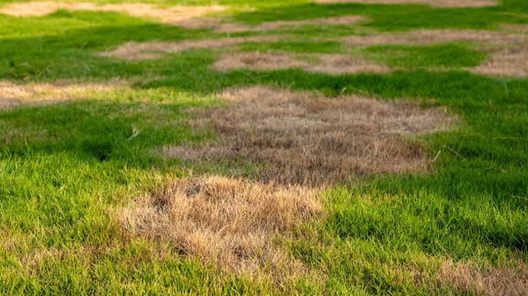 The unlikely sign your lawn has too much nitrogen (& the simple ...